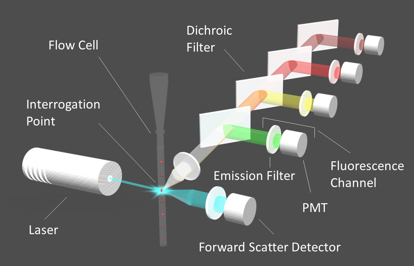 Define Flow Cytometry Teachmine Define Flow Cytometry Teachmine